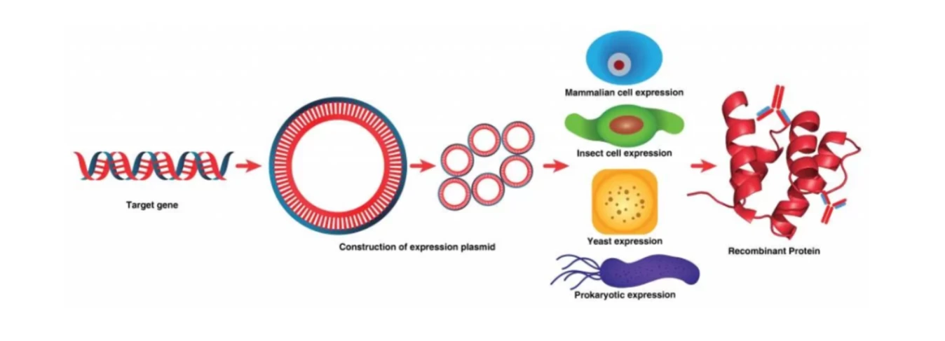 Purifikasi Protein Rekombinan dengan Metode His-tag atau Strep-tag ...