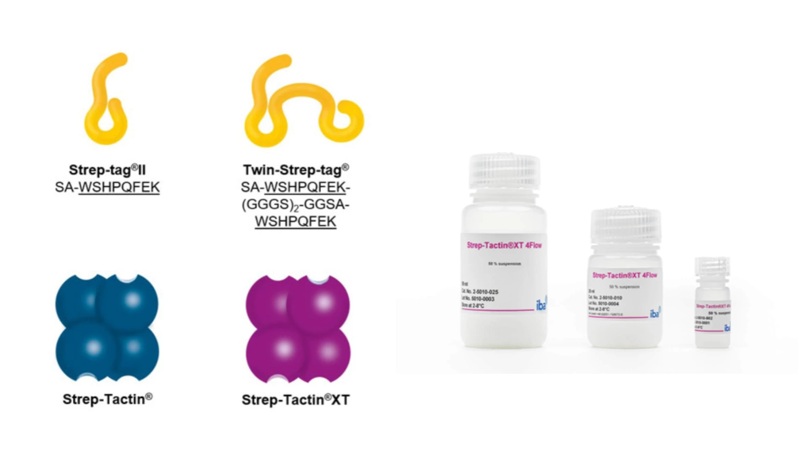 Purifikasi Protein Rekombinan dengan Metode His-tag atau Strep-tag ...