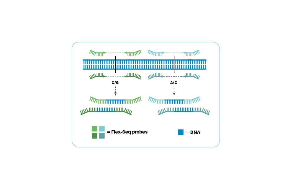Flex-Seq – Solusi Targeted Sequencing Fleksibel dan Akurat | Sciencewerke